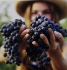 Home Page - Windwalker Vineyard